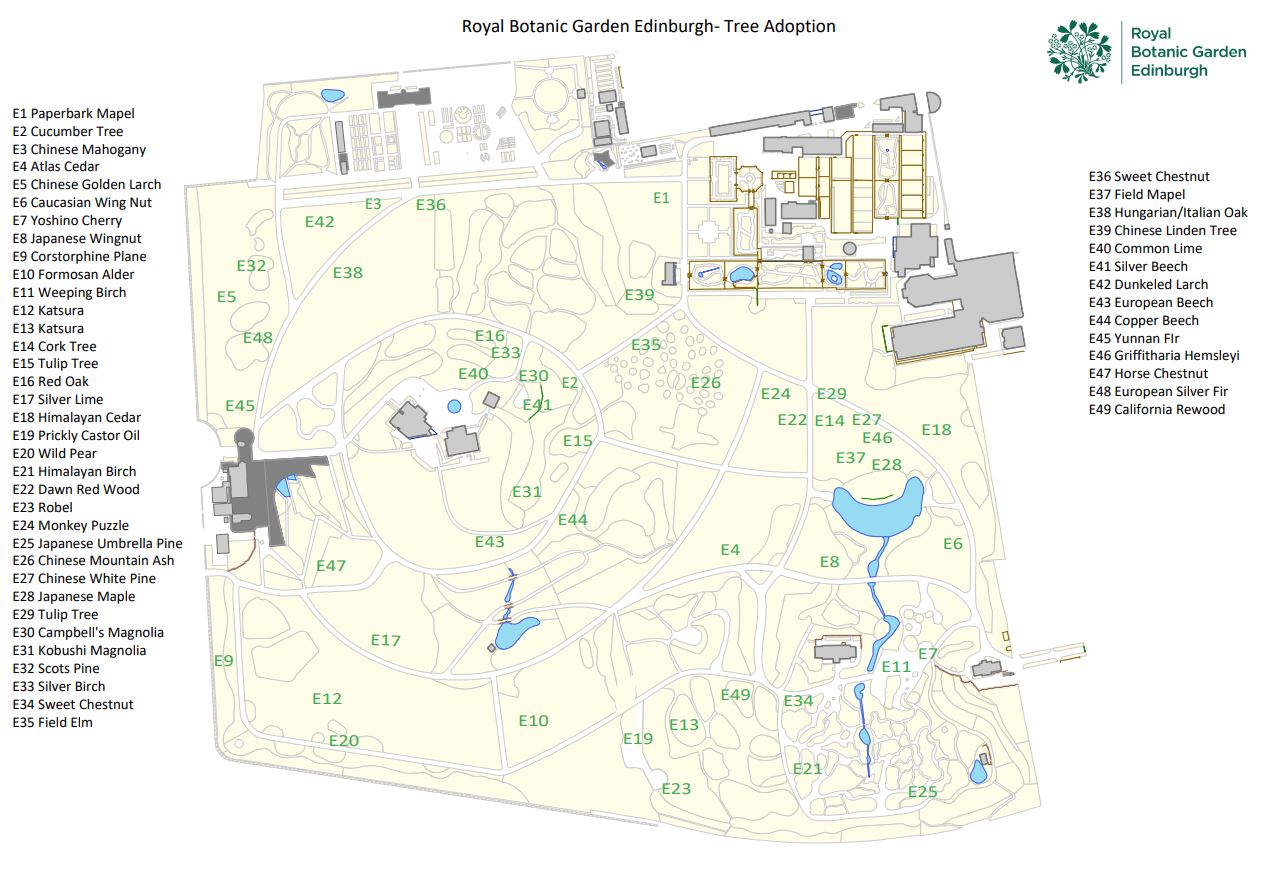 Chinese Linden | Royal Botanic Garden Edinburgh