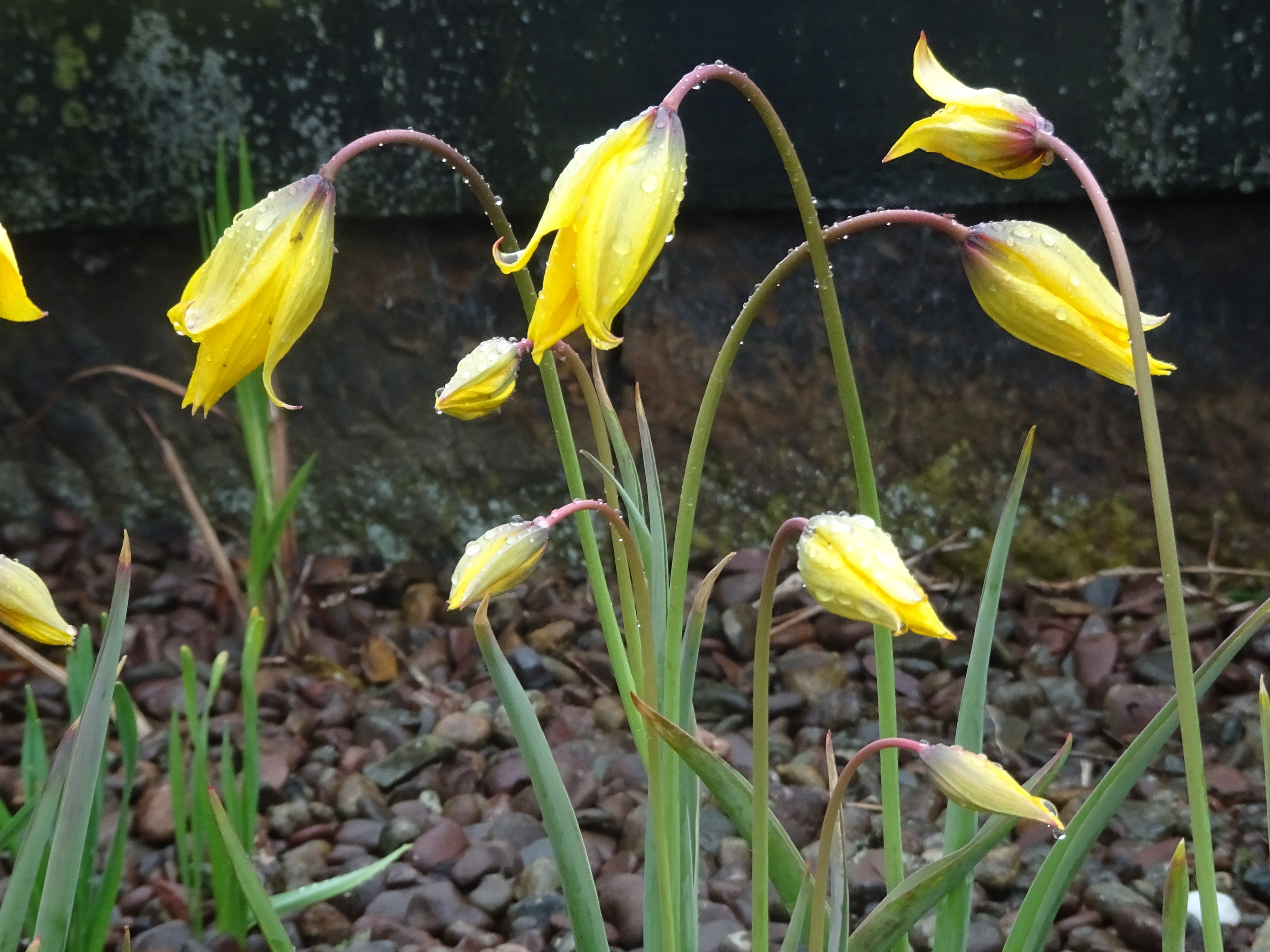 Botanics marks 175th anniversary of legendary head gardener | Royal ...