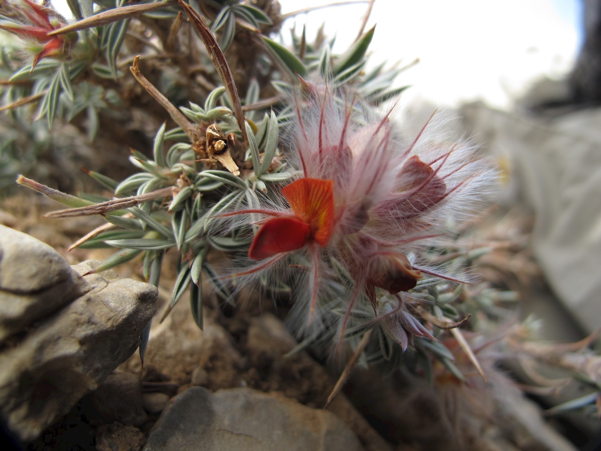 Centre for Middle Eastern Plants | Science & Conservation | Royal ...