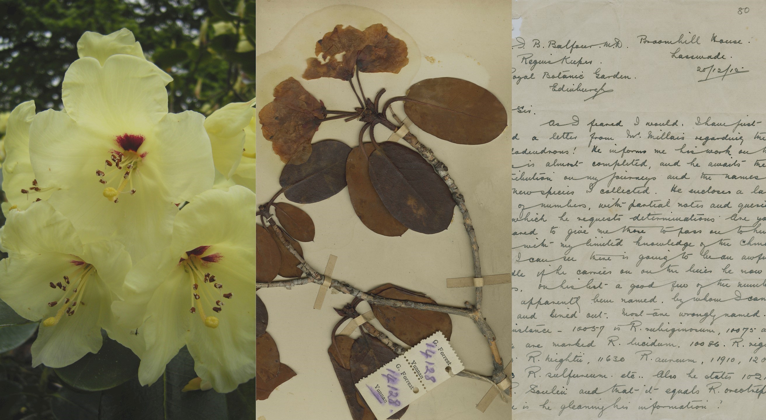 Collections & Gardens | Royal Botanic Garden Edinburgh