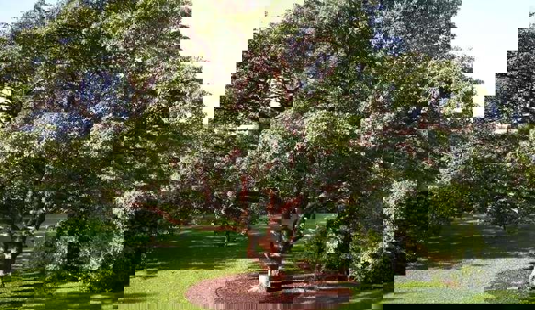 Paperbark Maple | Royal Botanic Garden Edinburgh