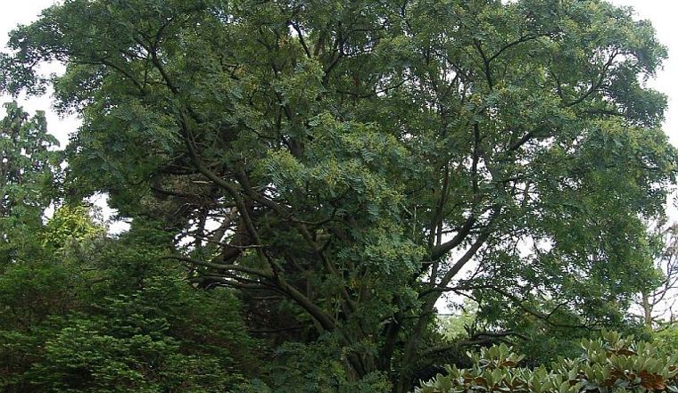 Chinese Mountain Ash | Royal Botanic Garden Edinburgh