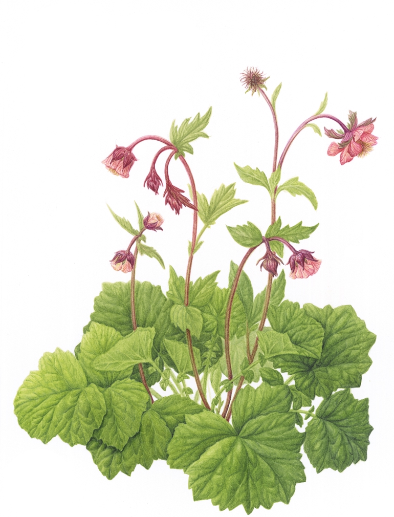 Water Avens | Scottish Native Species | Library & Archives | Royal ...