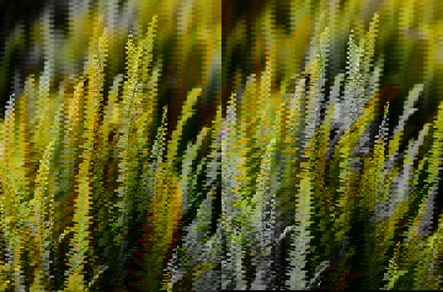 What's On | Royal Botanic Garden Edinburgh