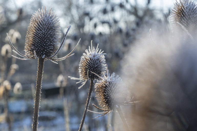Winter Garden Tour - British Sign Language | Royal Botanic Garden Edinburgh