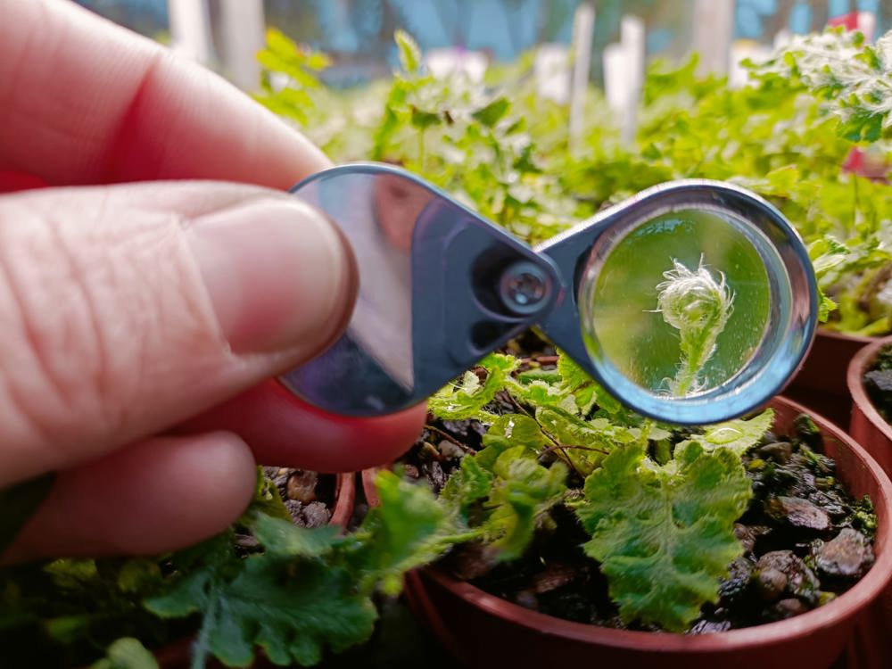 The Project | Royal Botanic Garden Edinburgh