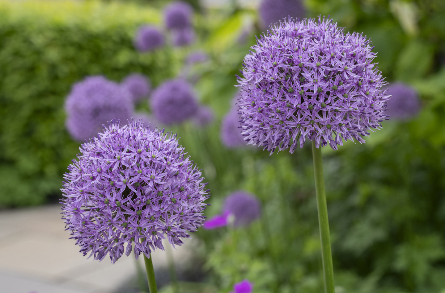 Queen Mother’s Memorial Garden and Alpine Courtyard to reopen | Royal ...