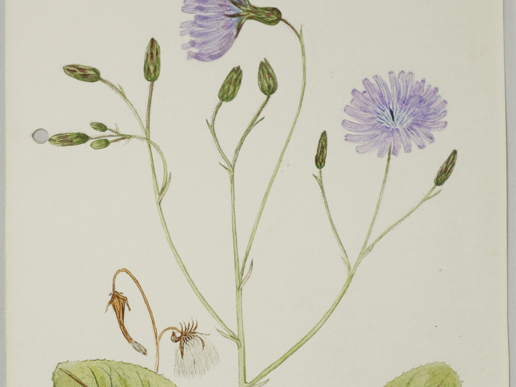 Alpine Blue Sow Thistle | Scottish Native Species | Library & Archives ...