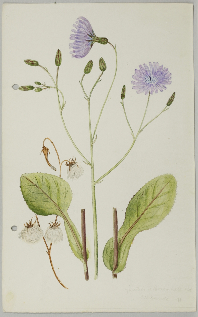 Alpine Blue Sow Thistle | Scottish Native Species | Library & Archives ...
