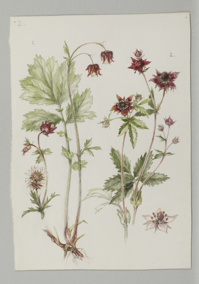 Water Avens | Scottish Native Species | Library & Archives | Royal ...