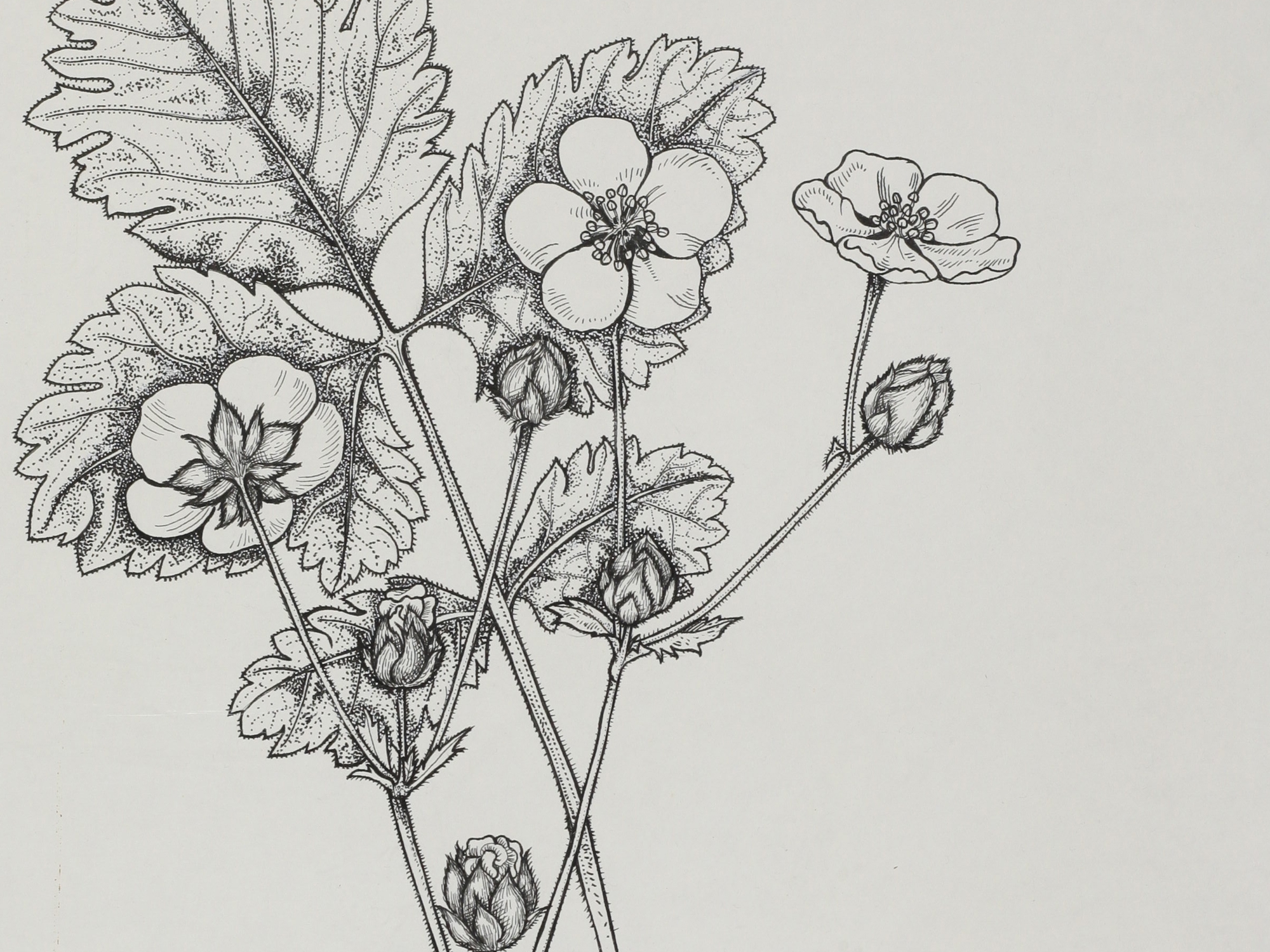 Rock Cinquefoil | Scottish Native Species | Library & Archives | Royal ...