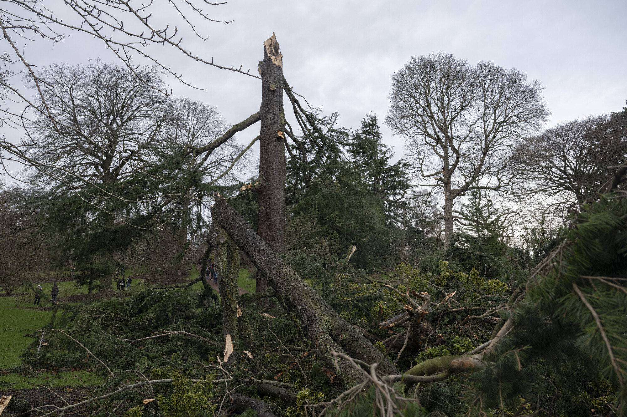 Donate to our Storm Damage Appeal | Royal Botanic Garden Edinburgh