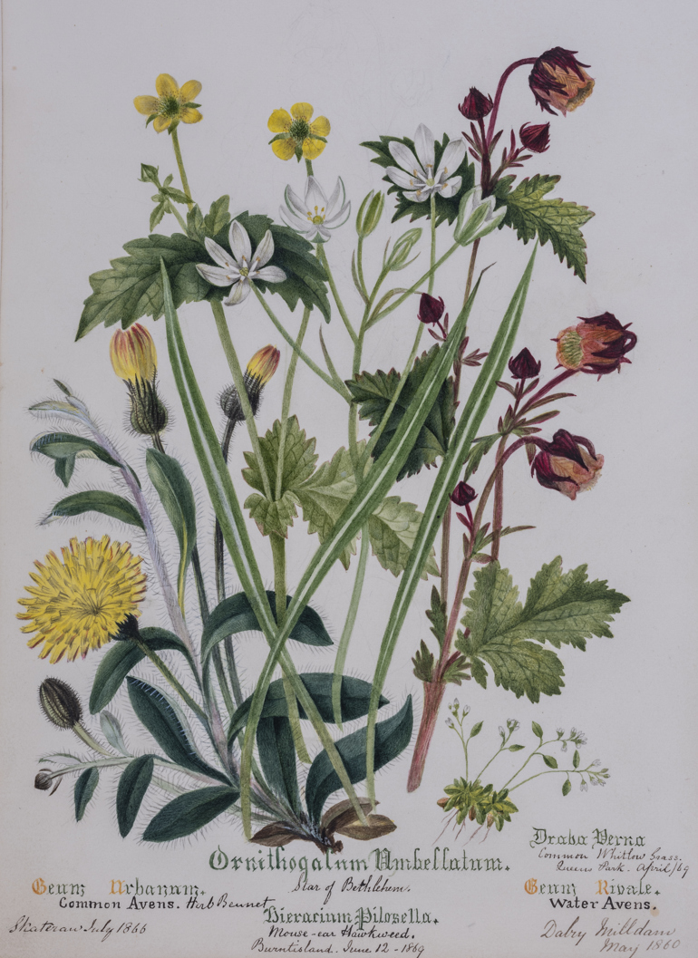 Water Avens | Scottish Native Species | Library & Archives | Royal ...
